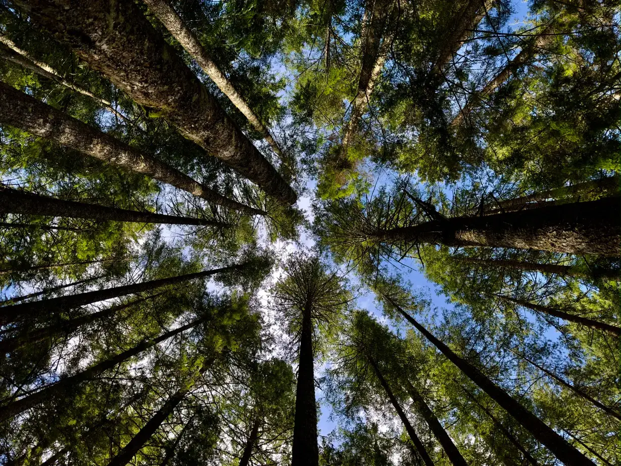 Discover Sustainable Forest Management Practices in Canada - Vancouver ...